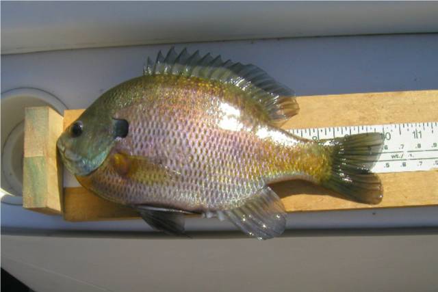 Hagg Lake Bluegill | IFish Fishing Forum